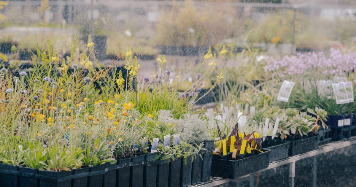 Melbourne Arts Precinct Plant Trials